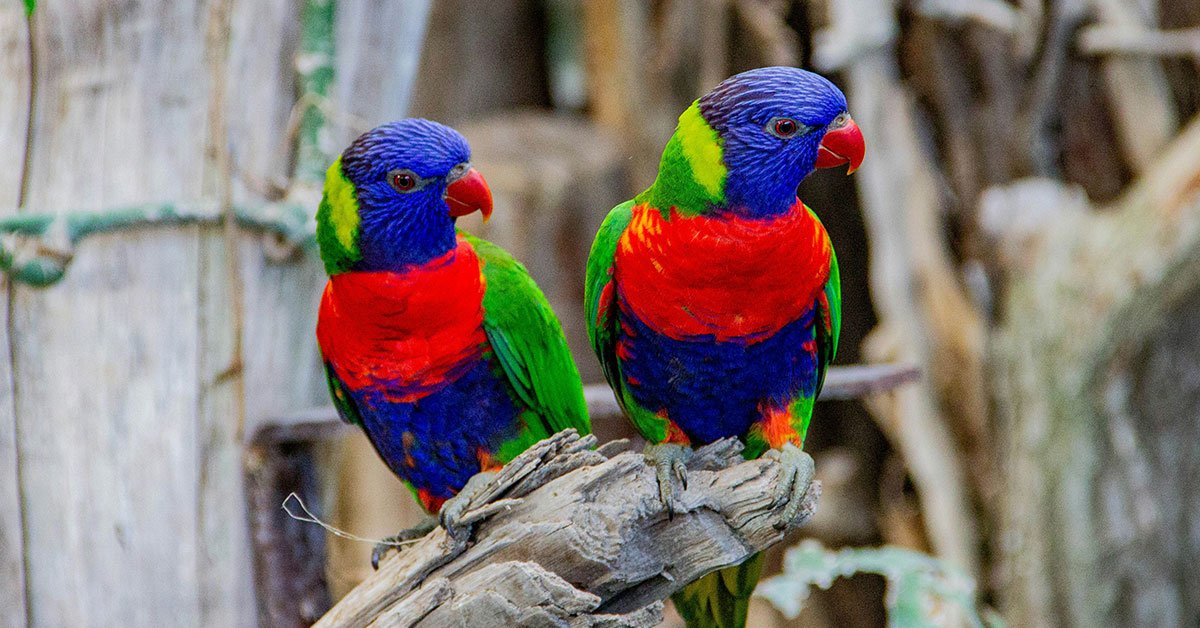 200 Parrot Names That Will Make You Squawk with Delight!